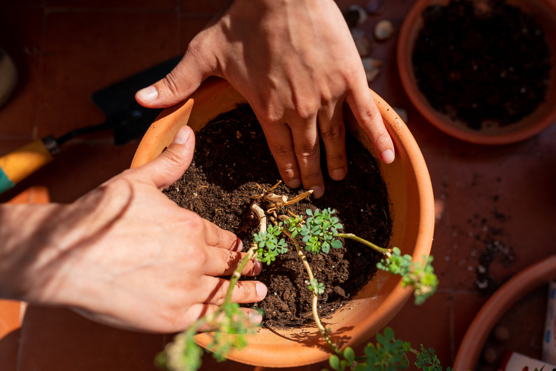 How and When to Repot Plants | Easy Steps & Signs to Watch For