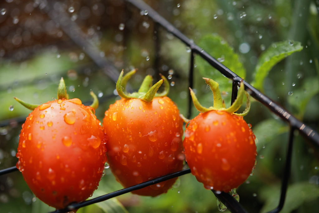 10 Really Effective Monsoon Gardening Tips No One Tells You