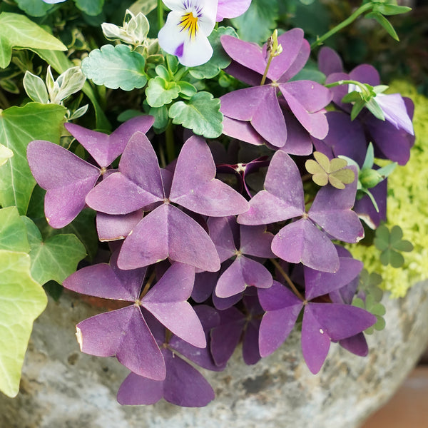 Oxalis Triangularis Purple Bulbs - Elegant Garden Foliage | AllThatGrows