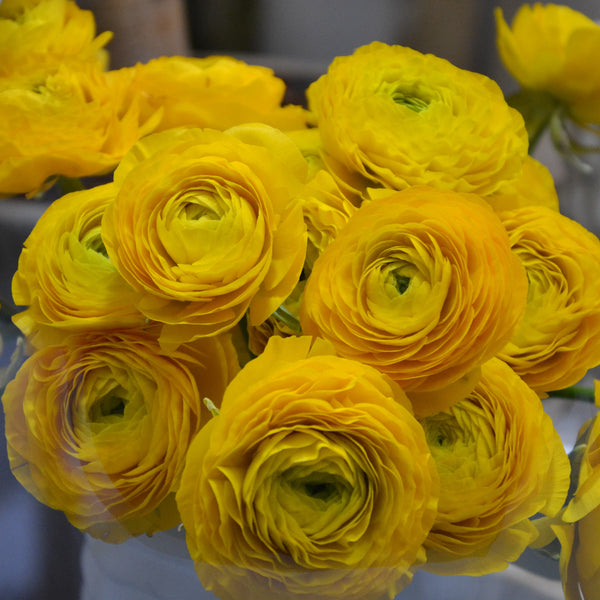 Ranunculus Yellow and Green Flower Bulbs - Unique Garden Blooms ...